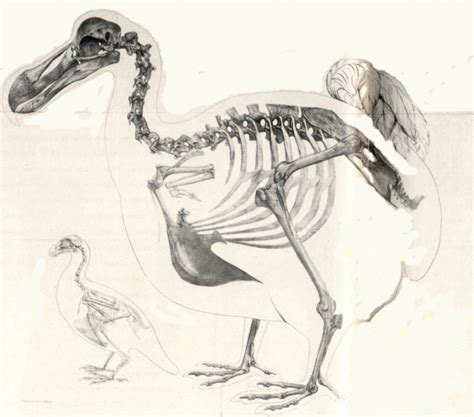The First Attempt At Reconstructing The Dodo Skeleton By Owen
