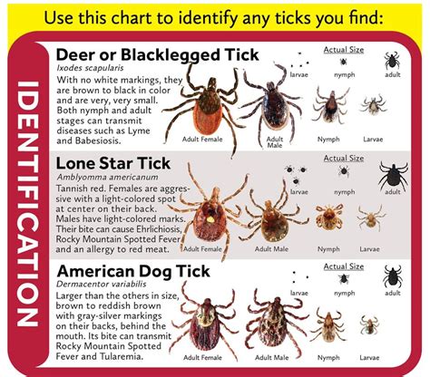 Lyme Disease Township Of Winfield Nj