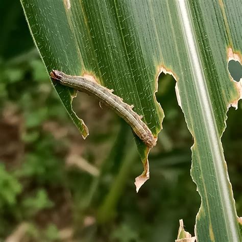 Prevention Preparedness And Response Guidelines For Spodoptera