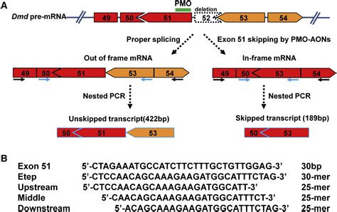 Shorter Phosphorodiamidate Morpholino Splice Switching Oligonucleotides May Increase Exon