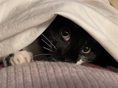 When The Kitten Is Plotting To Attack From Her Cozy Hideout Rtuckedinkitties