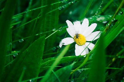 Daisy And Bug Photographias