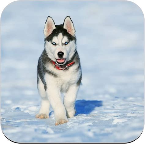 Chiots Husky Mignons Ce Chiot Husky Est Trop Mignon 😱 Raww