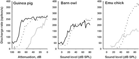 a comparison of rate level functions of single auditory nerve fibers in