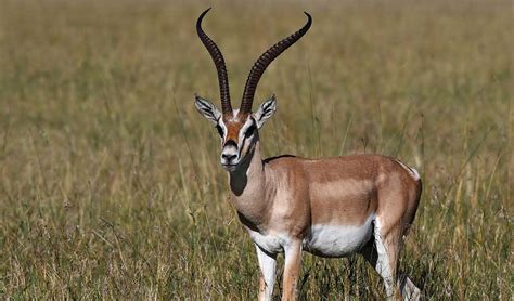 Grants Gazelle Facts Distribution And Population Biodb