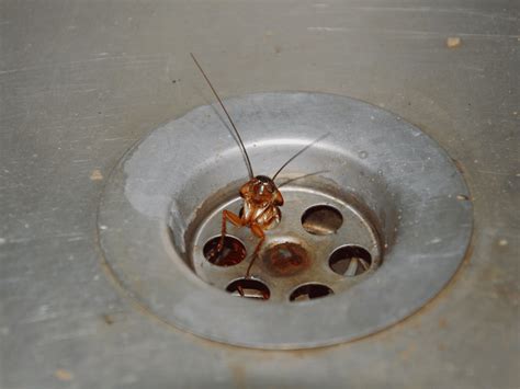 Pourquoi Jai Des Cafards Chez Moi Sen Débarrasser