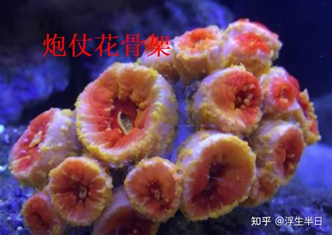 海缸入门 珊瑚篇（中） 知乎