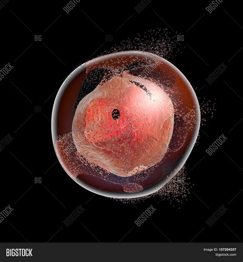 Cell Lysis Image And Photo Free Trial Bigstock