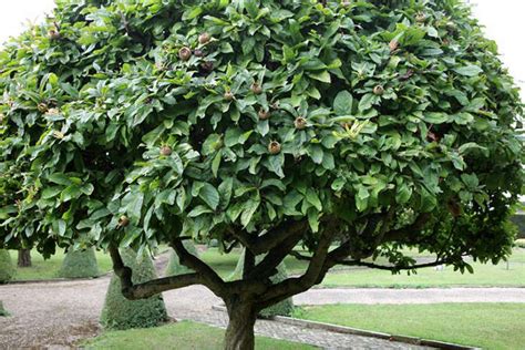 The Medlar A Strange But Charming Tree Gardenista