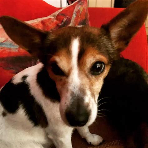 Why Do My Jrts Ears Do That Best Jrt Lovers