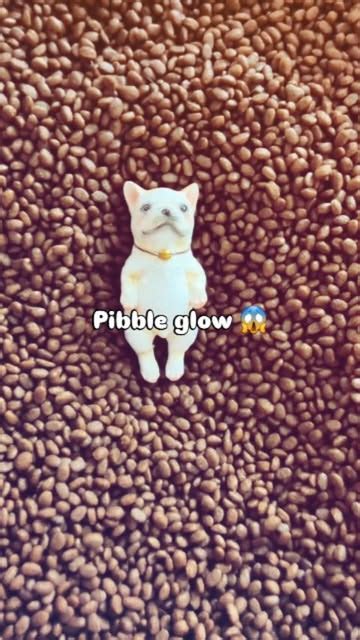 Freaky Pibble Gmail On Sol Gmail Pibble Pibblelove Ilovepibbles