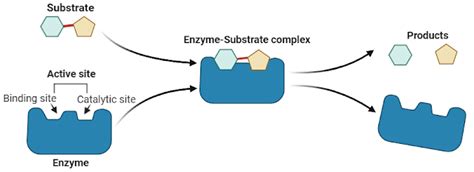 Model Used To Describe Enzyme Cycle Laurelminwalls