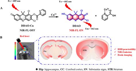 A Novel Nir Fluorescent Probe For Copper Ii Imaging In Parkinsons Disease Mouse Brain