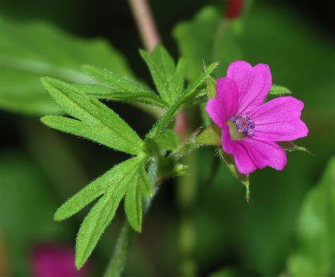 Cutleaf Geranium The Daily Garden