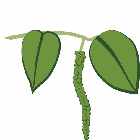 Peppercorn Pepper Plant Fruit Icon Download On Iconfinder