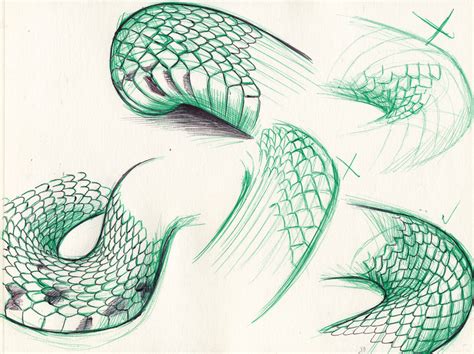 Snake Scales Drawing