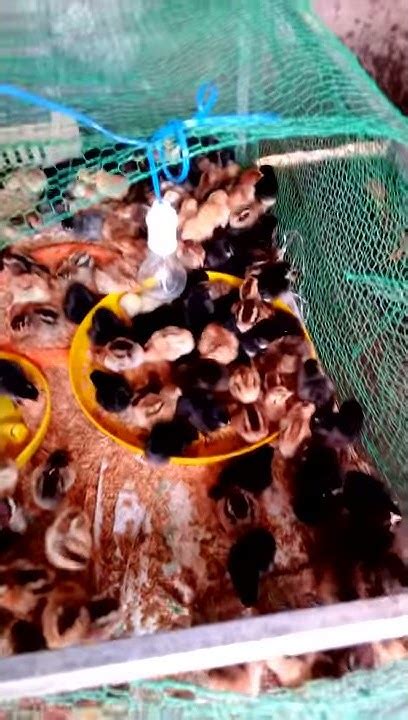 Ai Có Nhu Cầu Mua Con Giống Xin Vui Lòng Liên Hệ 0372826129 Youtube