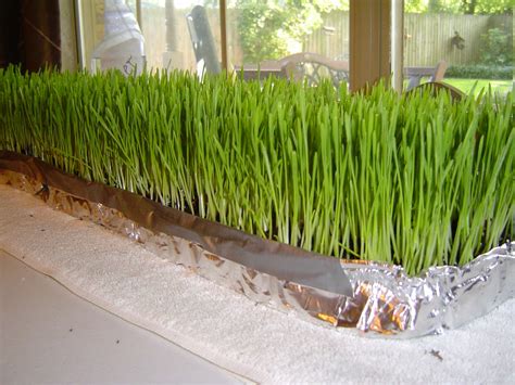 Intimate Wedding Showcase Diy Wheatgrass Centerpieces
