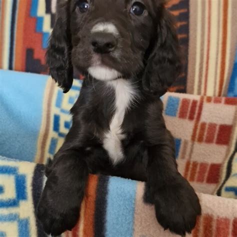Cocker Spaniel Working And Show Sale Ashford Kent Two Beautiful