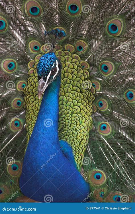 Peacock Portrait Stock Image Image Of Peacock Exotic 897541