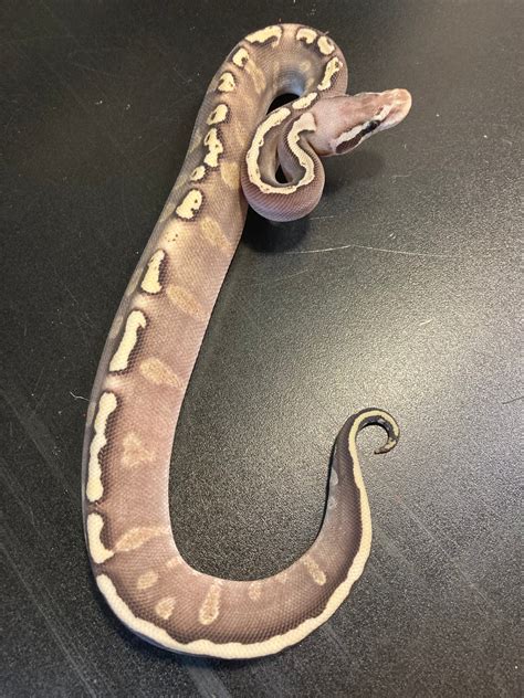2022 Pastel Ghi Mojave Spark Or Yellowbelly Female Ball Python By Ballroom Pythons South