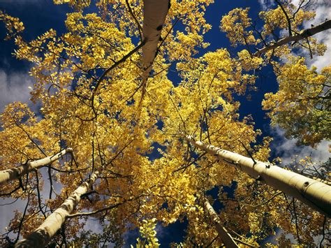 Pando Aspen Colony Utah