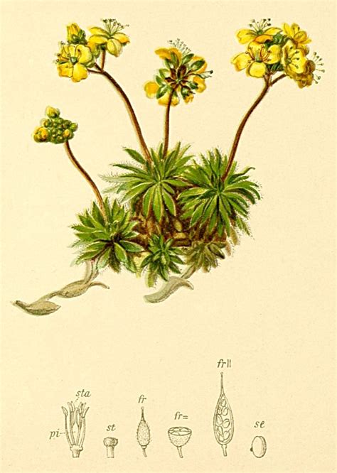 Draba Aizoides Lerbario Di Raffaele