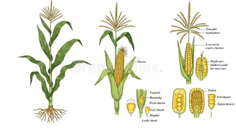 Corn Structure Stock Illustrations 2 207 Corn Structure Stock