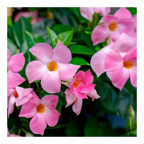 Mandevilla Tourmaline Rose 140mm Garden Centre Findit Marketplace
