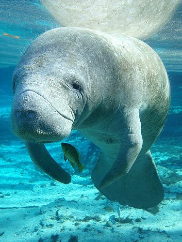 アメリカマナティー 動物の寿命図鑑