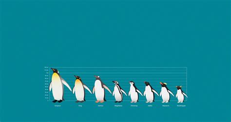 Emperor Penguin Height Comparison