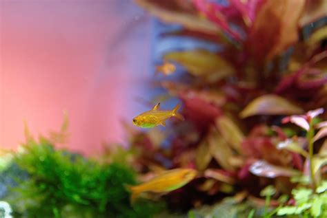 Ember Tetra 101 Care Size Breeding Lifespan And More