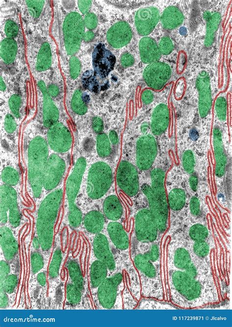 Mitochondria Light Microscope
