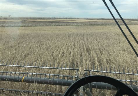 Low Falling Numbers Mean Lower Wheat Prices Grainews