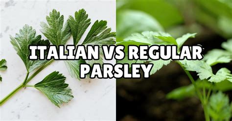 Italian Parsley Vs Regular Parsley A Detailed Comparison Italian Parsley Vs Regular Parsley A Detailed Comparison