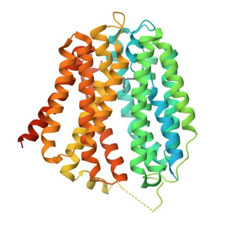 Thymine Vs Thiamine Spot The Difference Biodiaries