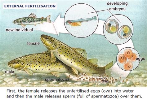 18 Internal Fertilization Fish Inspirasi Terbaru