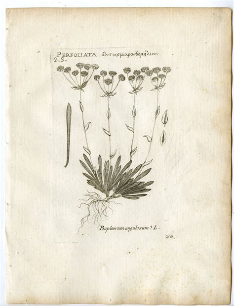 Rare Antique Print Bupleurum Angulosum Apiaceae Belleval 1796 · Pictura Antique Prints