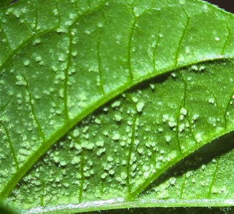 Understanding Edema In Plants Why Your Leaves Have Bumps