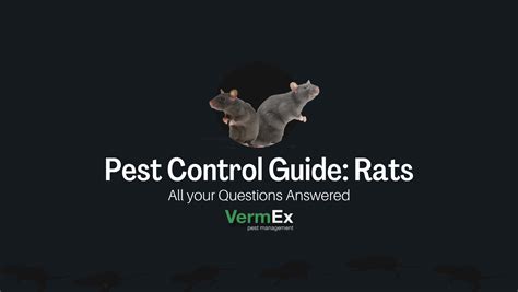 Pest Control Guide Rats Questions Answered Vermex