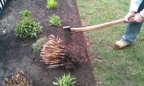 How To Divide Ornamental Grasses