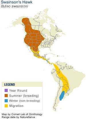 Swainsons Hawk Identification All About Birds Cornell Lab Of