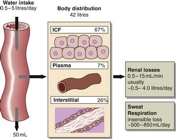 Sodium And Water In The Body