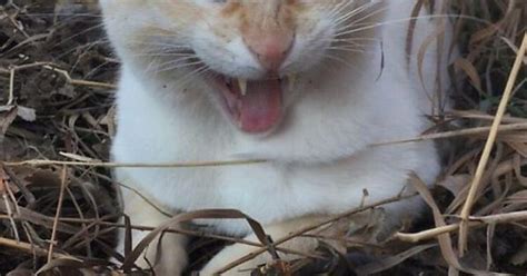 Cat Meme Format Imgur