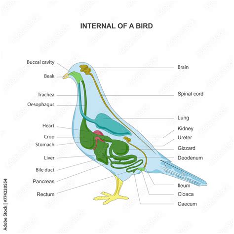 Bird Internal Organs Anatomy Schemebird Inner Anatomy Scheme To Study