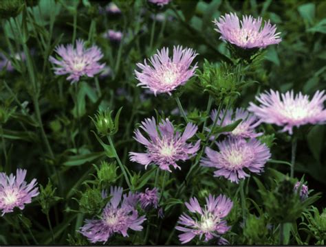 Aster Stokes Bella Jardins Boutique