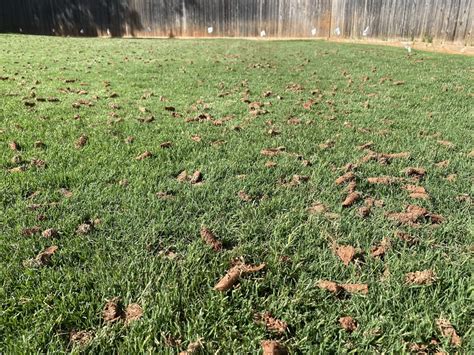 Aeration Vs Dethatching Understanding Your Lawns Needs