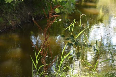 Premium Photo Close Up Of Grass By Lake