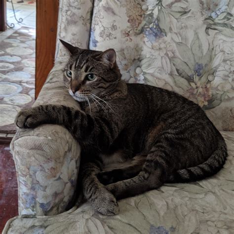 Noodle Legged Kitty Rconfusingperspective