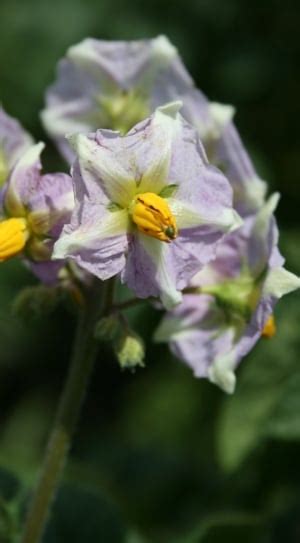 Purple Flower Potato Bush Flower Leaf Purple Free Image Peakpx